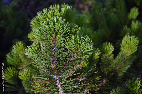 Small pine trees in a summer garden. Russian nature. Color photo taken ...