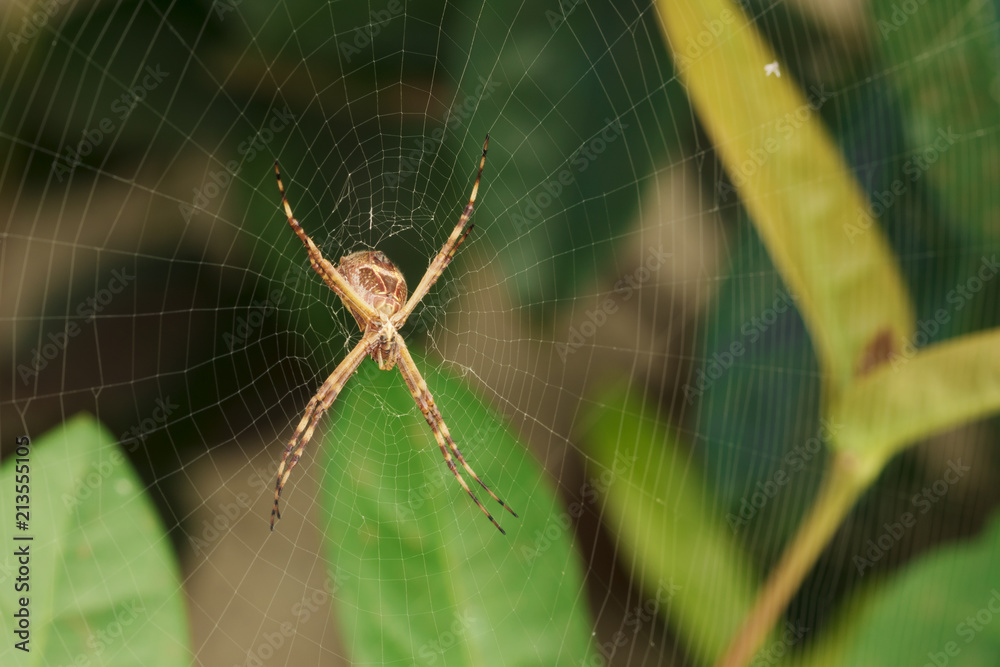 Spider garden-spider. Macro photo of garden spider on spider web over ...