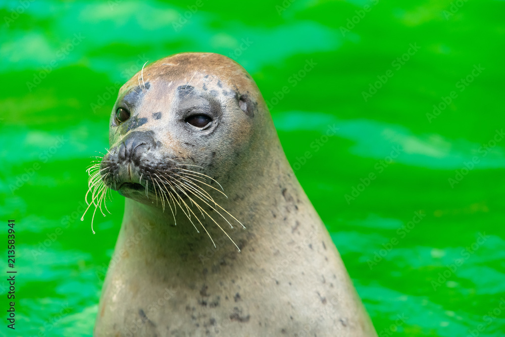 The earless seals or true seals are marine mammals of the family ...