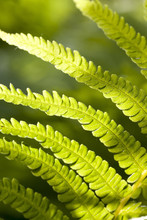 Broad Leaved Fern Free Stock Photo - Public Domain Pictures