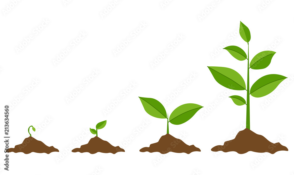 Phases plant growing. Planting tree infographic. Evolution concept ...