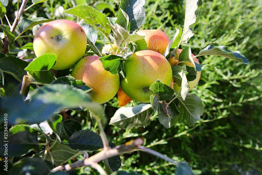 Äpfel Apfelbaum Baum Obst Stock Photo | Adobe Stock