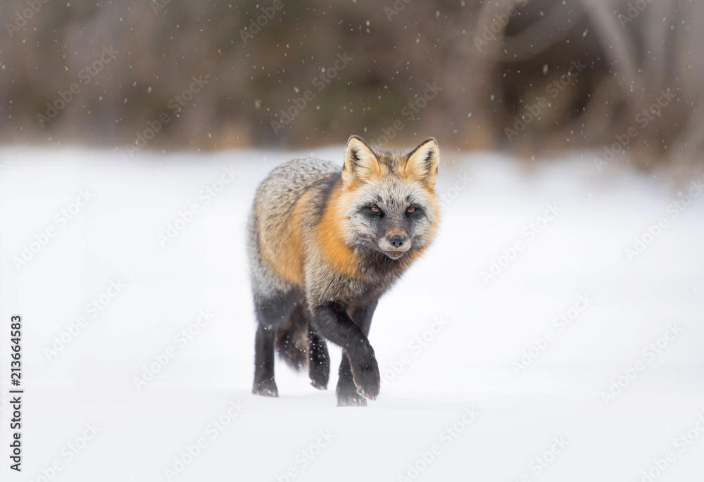 Red fox, cross colour phase, Canada Stock Photo | Adobe Stock