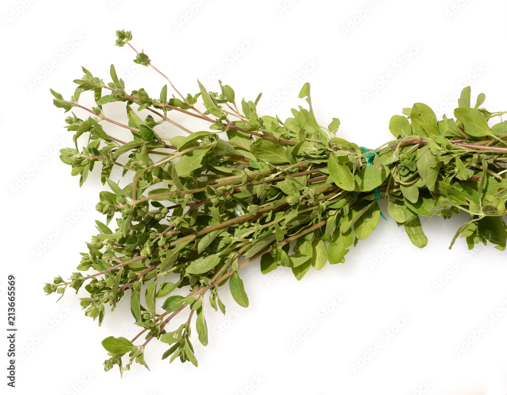 Majoran, Origanum, majorana, Stock Photo | Adobe Stock