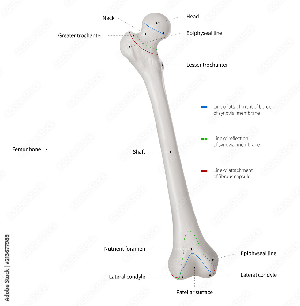 Infographic diagram of human femur bone or leg bone anatomy system ...