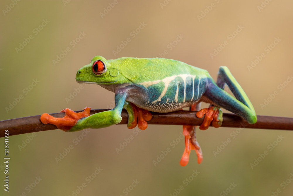 The cutest frog in the world. Red eyed tree frog. Amazing, lovely ...