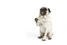 Pug Dog Begging Free Stock Photo - Public Domain Pictures