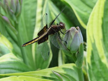 Female Widow Skimmer Dragonfly 3 Free Stock Photo - Public Domain Pictures