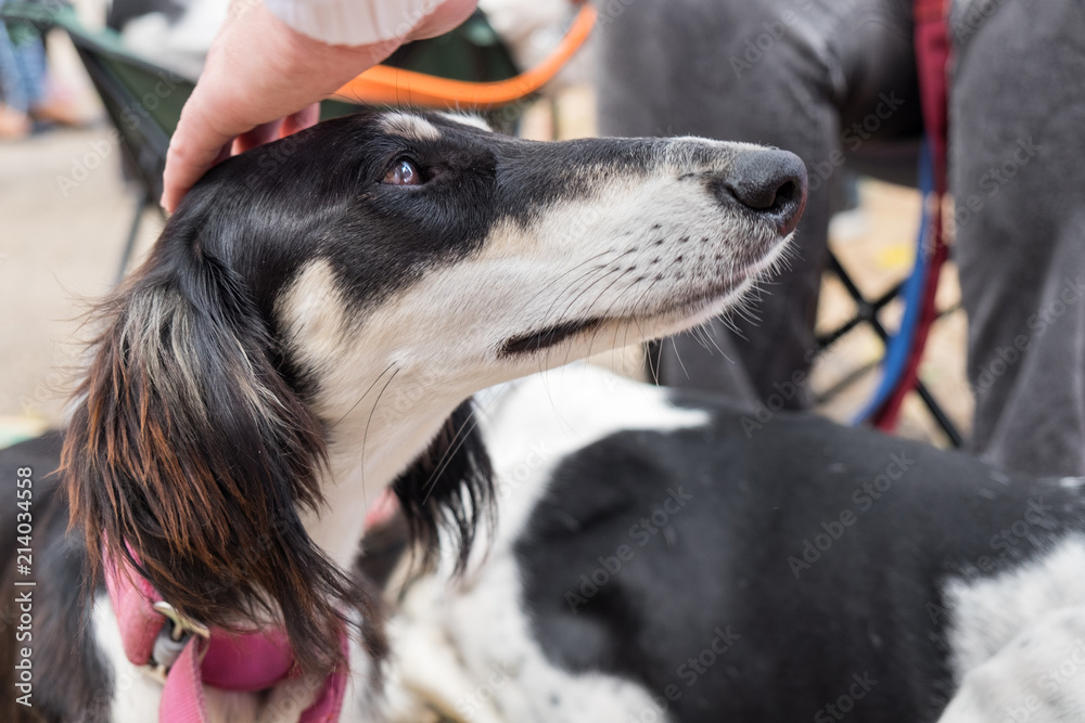 Saluki dogs, (also known as Persian Greyhound) Stock Photo | Adobe Stock