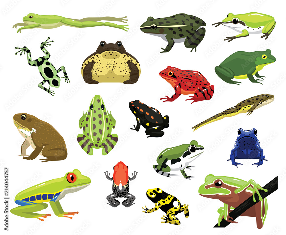 Various Frogs Cartoon Vector Illustration Stock Vector | Adobe Stock