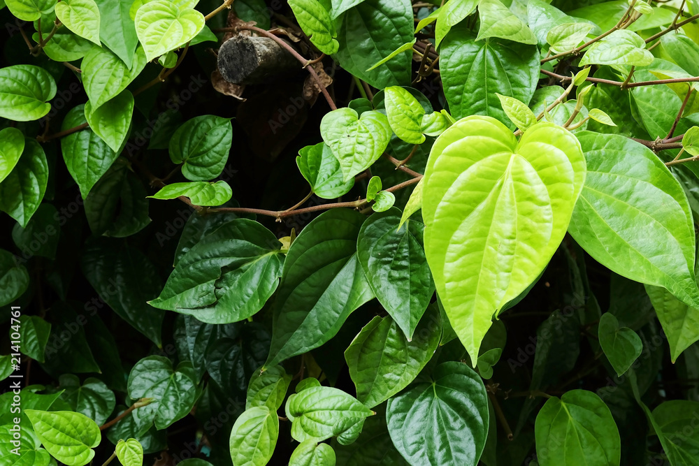 Foto Piper betle, local asian herbal leaves, chewing with betal palm ...