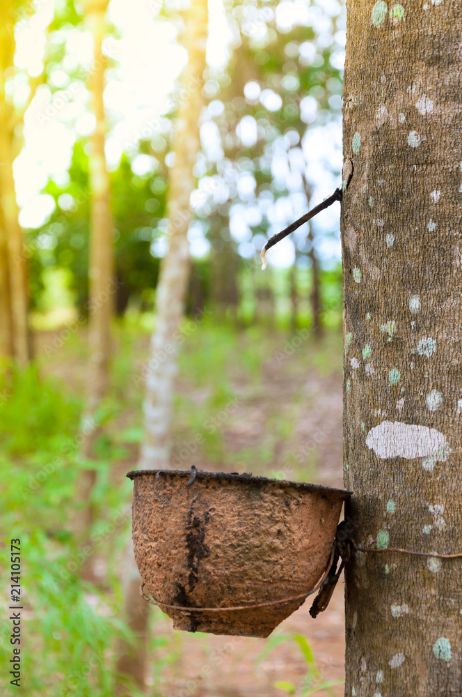ภาพถ่าย Stock Rubber tree and bowl filled with latex.Natural latex ...