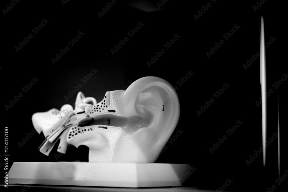 Anatomy of the human ear Stock Photo | Adobe Stock