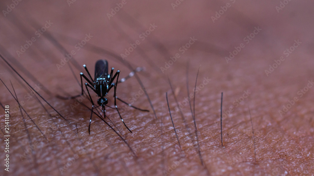 closeup of mosquito biting human skin. Dengue, zika and chikungunya fever mosquito aedes ...