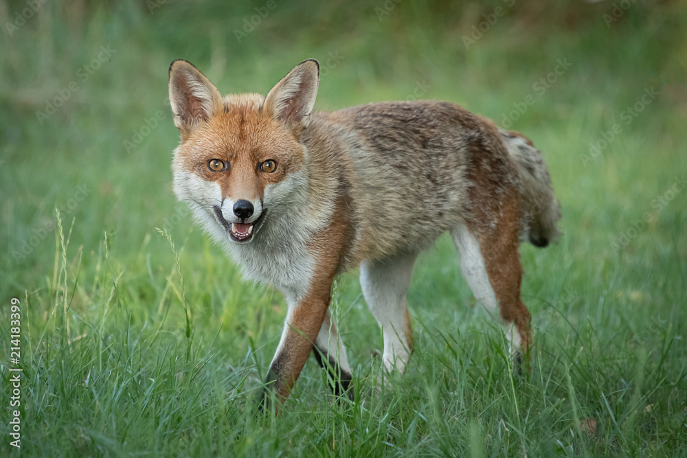 red fox vulpes vulpes walking slowly facing the viewer and staring ...