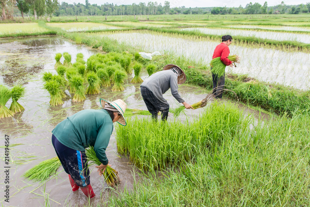 Asia farmers are withdrawn seedlings of rice. planting of the rice ...