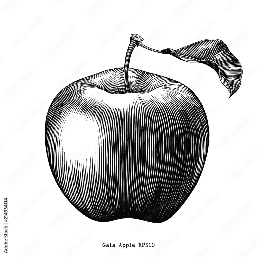 Gala apple fruit drawing vintage clip art isolated on white background ...