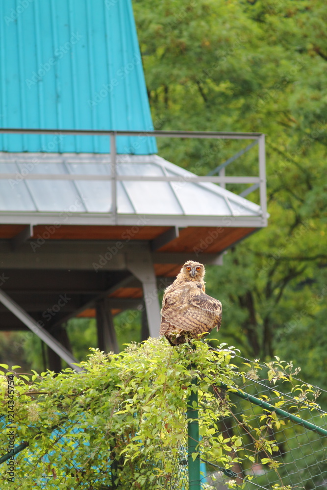 Young eagle owl with big orange eyes sitting on fence against metal ...