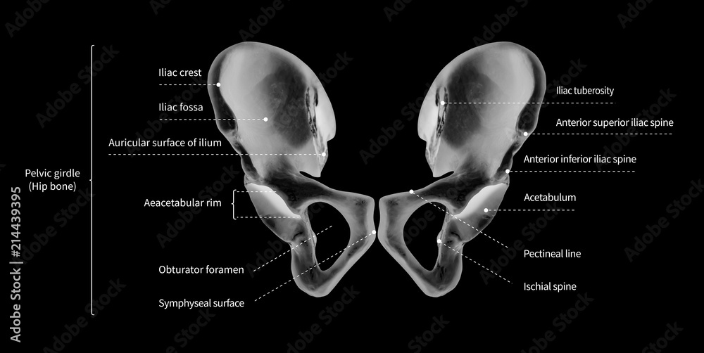 Infographic diagram of human hip bone or pelvic girdle anatomy system ...