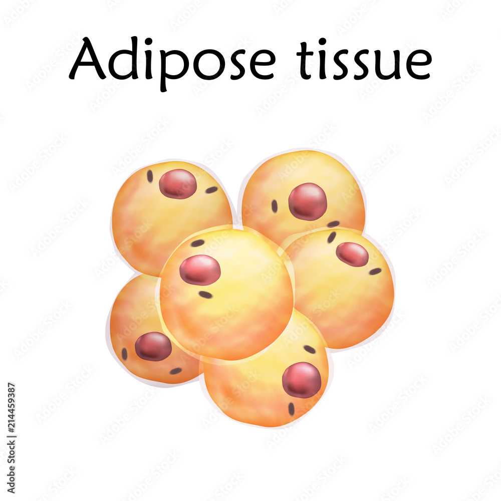 Adipose tissue. Anatomy vector realistic illustration. White background ...