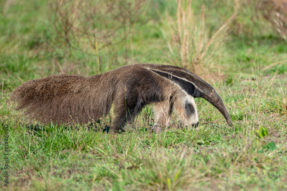 Stock-Foto „Running Giant Anteater, Myrmecophaga tridactyla, animal ...