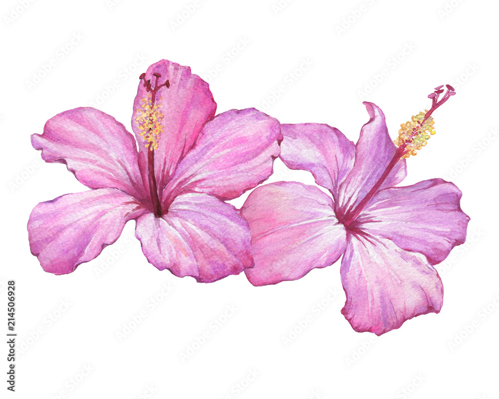 Tropical delicate pink flowers of Hibiscus (also known as rose of ...