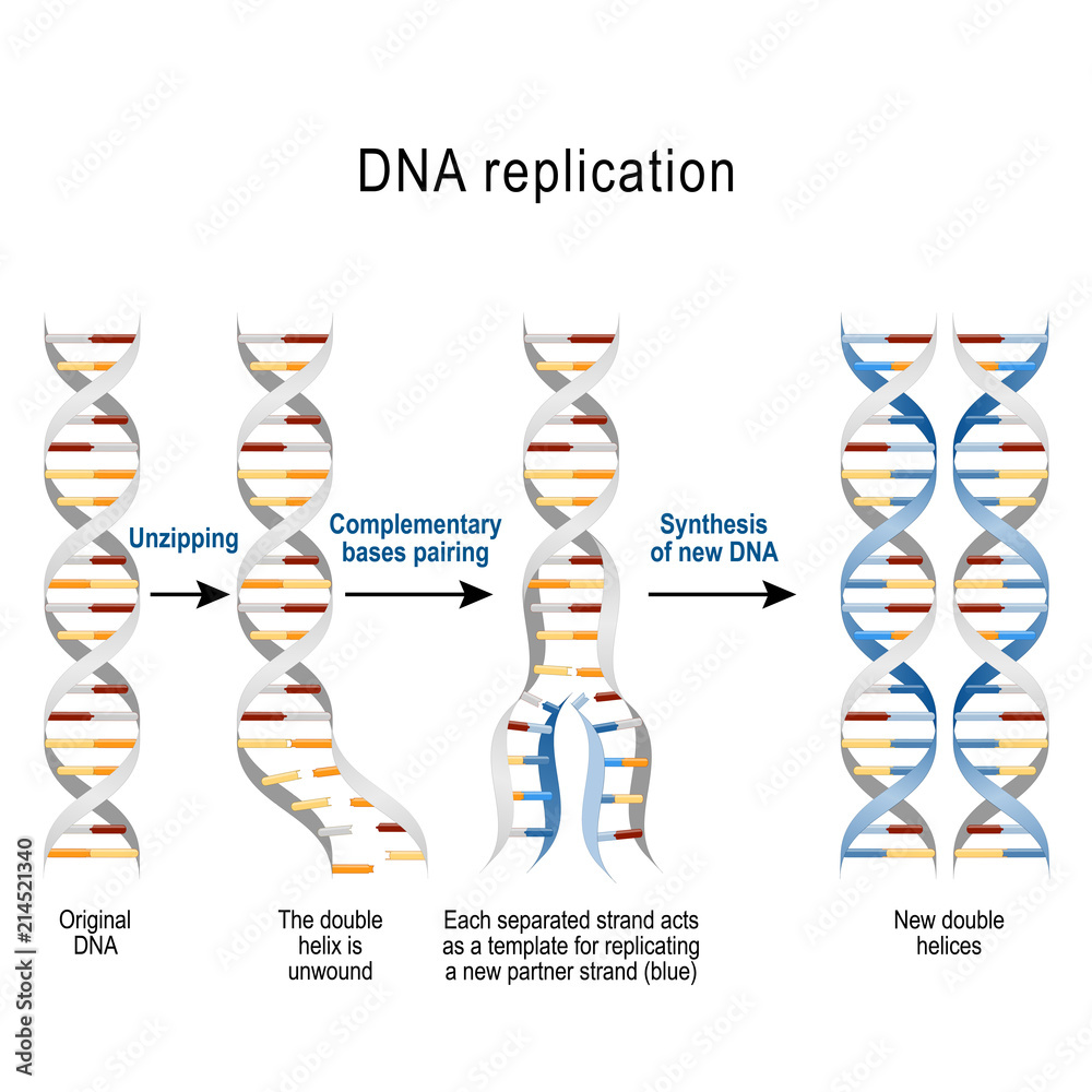 Steps of DNA replication Stock Vector | Adobe Stock