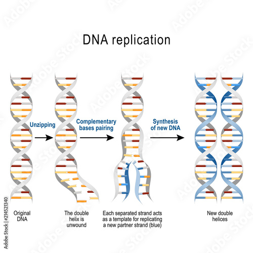 Steps of DNA replication Stock Vector | Adobe Stock Steps of DNA replication Stock Vector | Adobe Stock