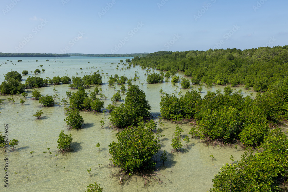 Tracking Mangrove Karimun Java Stock Photo | Adobe Stock