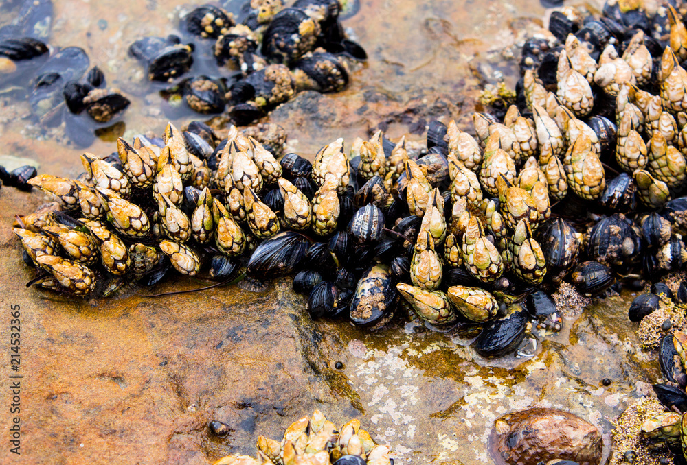 Barnacles and muscles attached to a rock during low tide. Southern ...