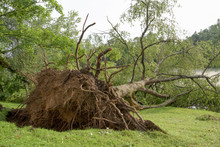 Uprooted Trees In Water Free Stock Photo - Public Domain Pictures