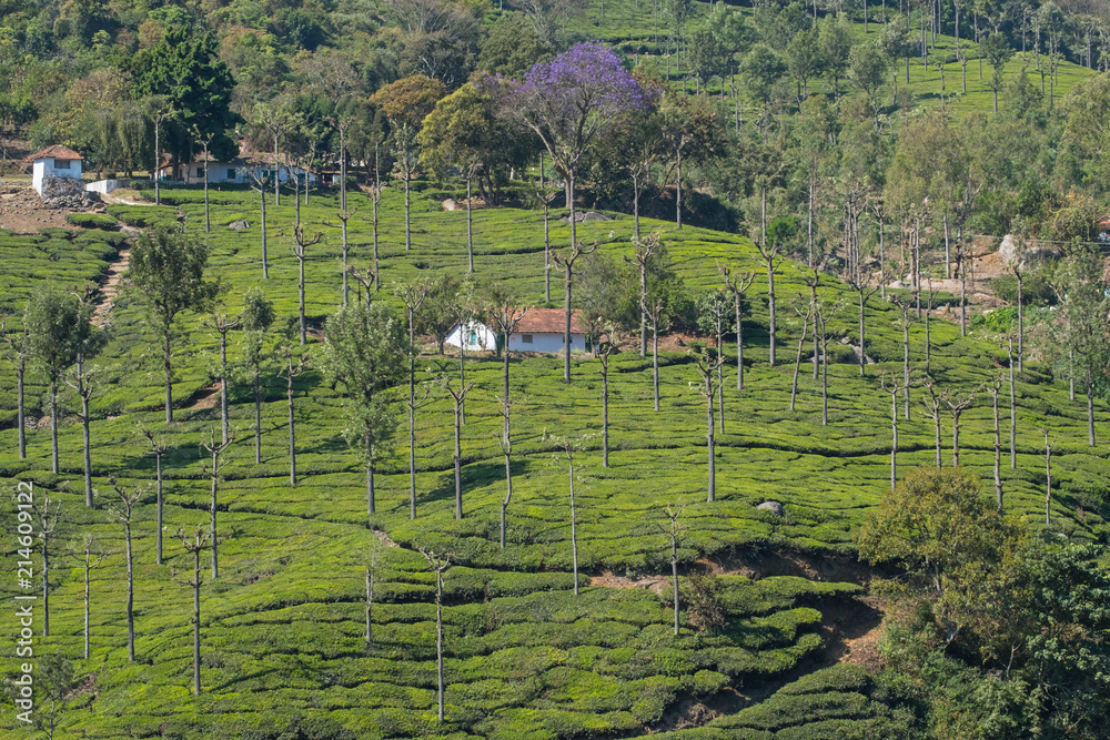 Photo Stock Silver Oak trees ( Grevillea robusta ) dominate the ...