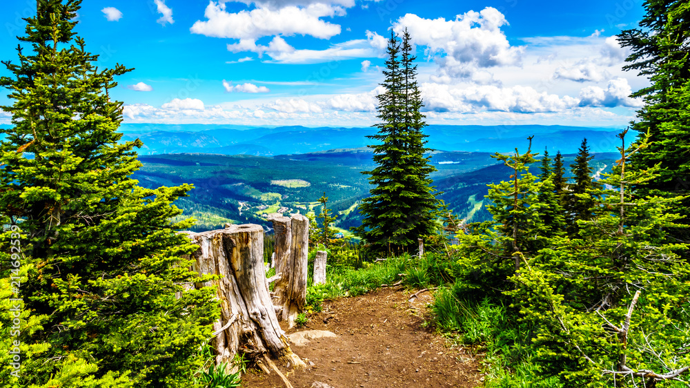 Tree Stumps on a hiking trail on Tod Mountain near the alpine village ...
