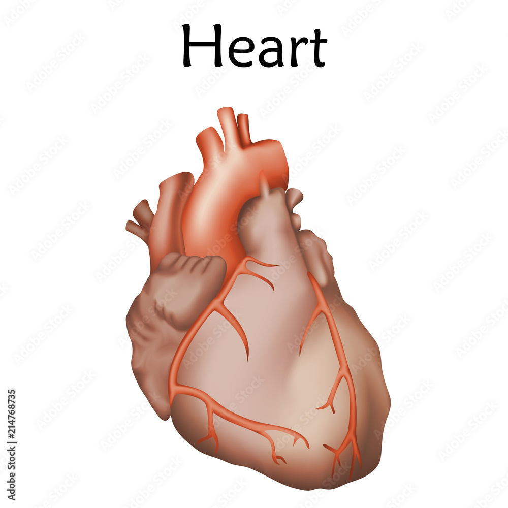 Human heart. Anatomy realistic vector illustration. White background ...