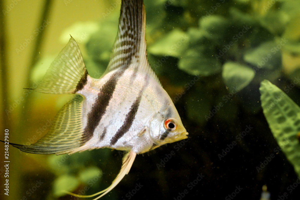 Skalar im Aquarium Stock Photo | Adobe Stock