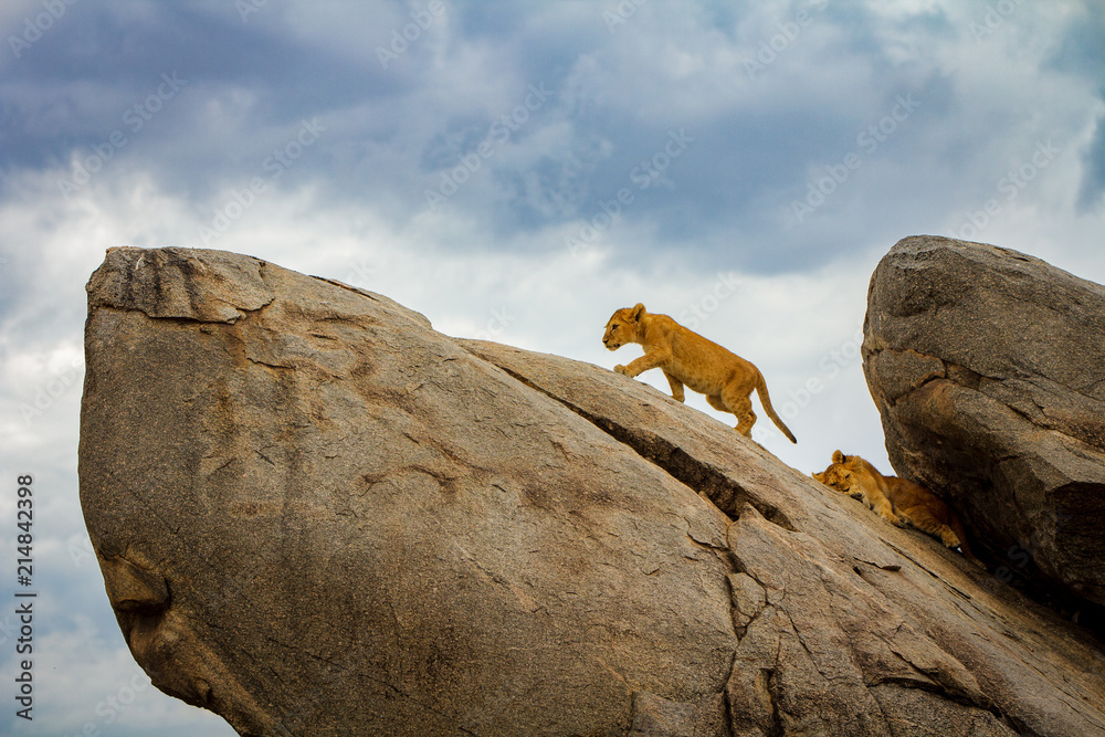 Simba Cub Stock Photo | Adobe Stock