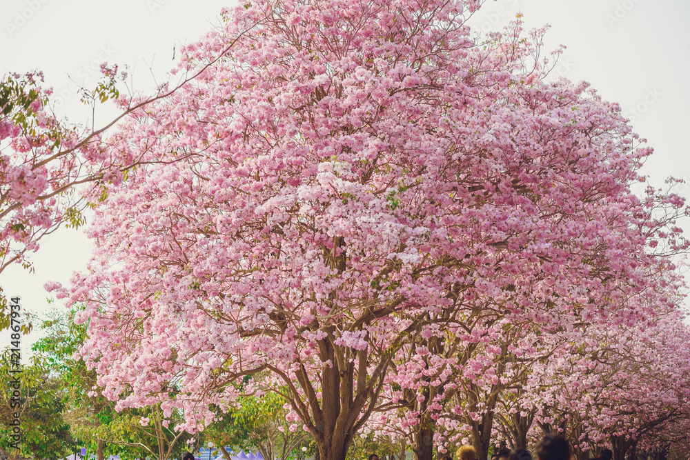 Tabebuia rosea is a Pink Flower neotropical tree. common name Pink ...