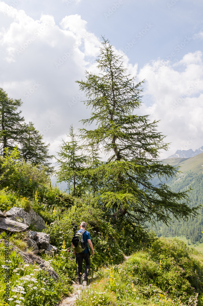 Sils, Fextal, Val Fex, Oberengadin, Engadin, Fex Blatta, Blumenweg ...