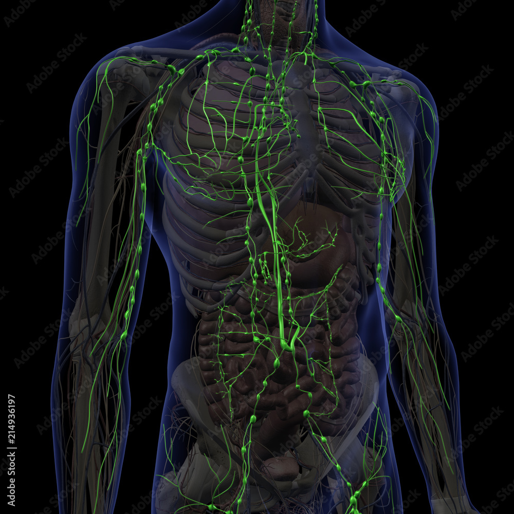 Lymphatic System Internal Anatomy in Male Chest and Abdomen Stock ...