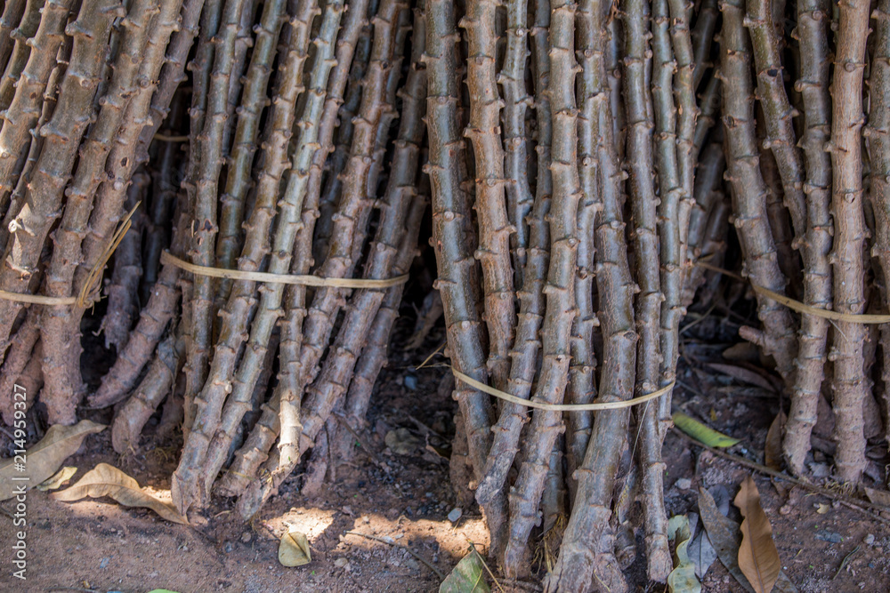 Tapioca tree Stock Photo | Adobe Stock