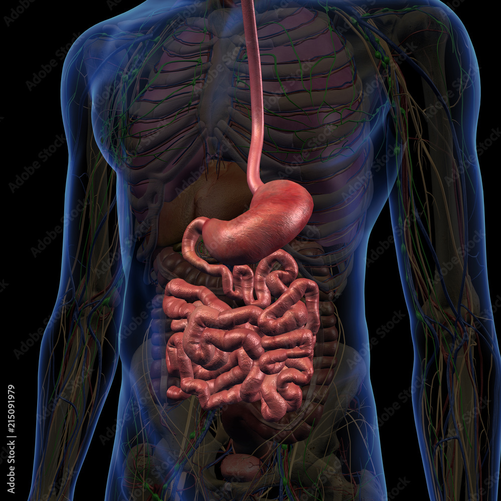 Male Internal Anatomy with Esophagus, Stomach and Small Intestine ...
