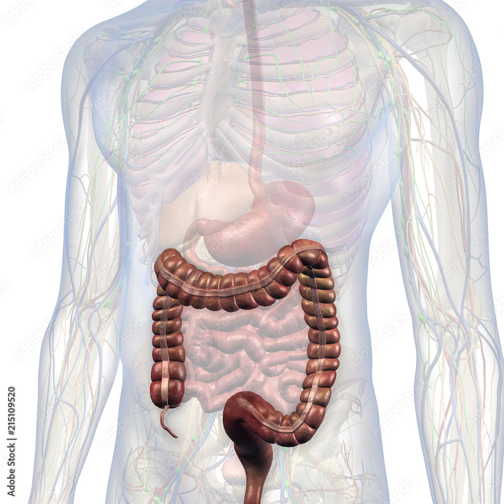 Male Internal Anatomy of Chest and Abdomen with Large Intestine ...