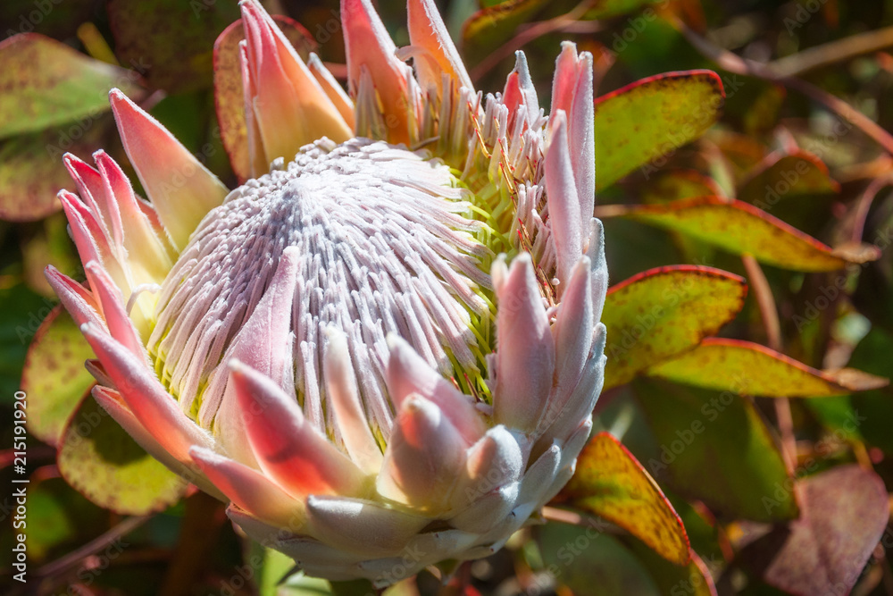 Foto Pink King Protea (protea cynaroides) is a flowering plant with the ...
