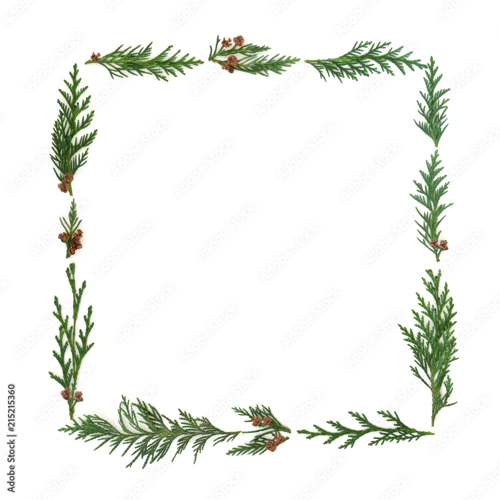 Cedar cypress leyland leaf sprigs forming a square minimalist abstract ...