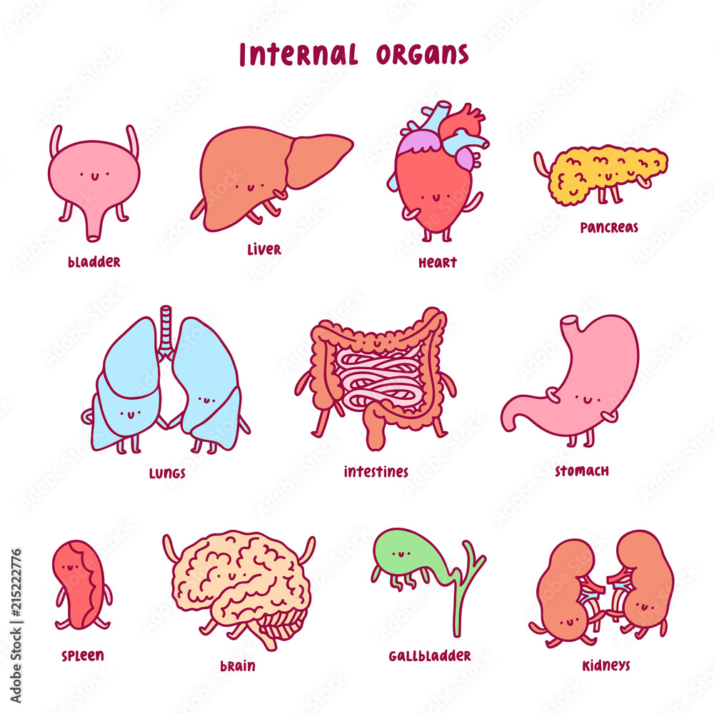 Internal organs cartoon set Stock Vector | Adobe Stock