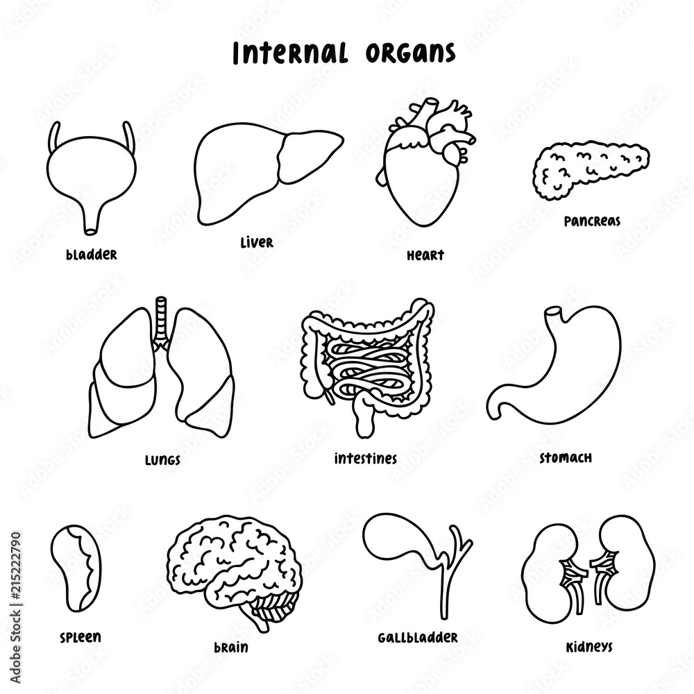 Internal organs outline set Stock Vector | Adobe Stock