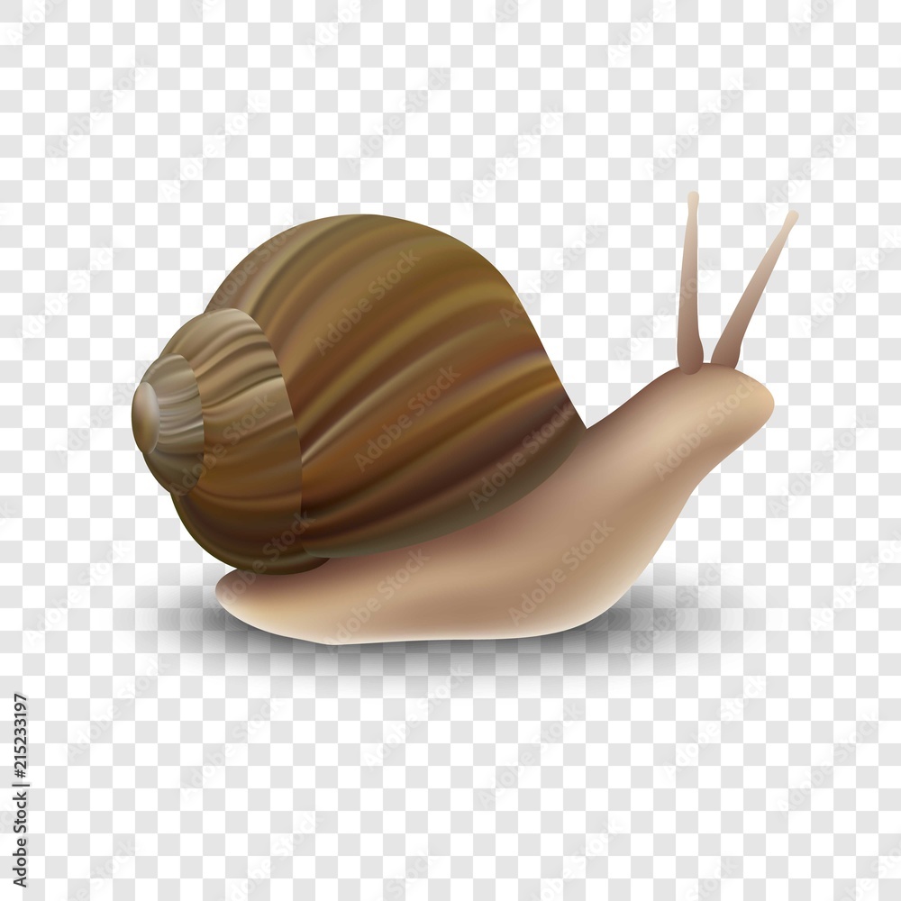 Snail mockup. Realistic illustration of snail vector mockup for on ...