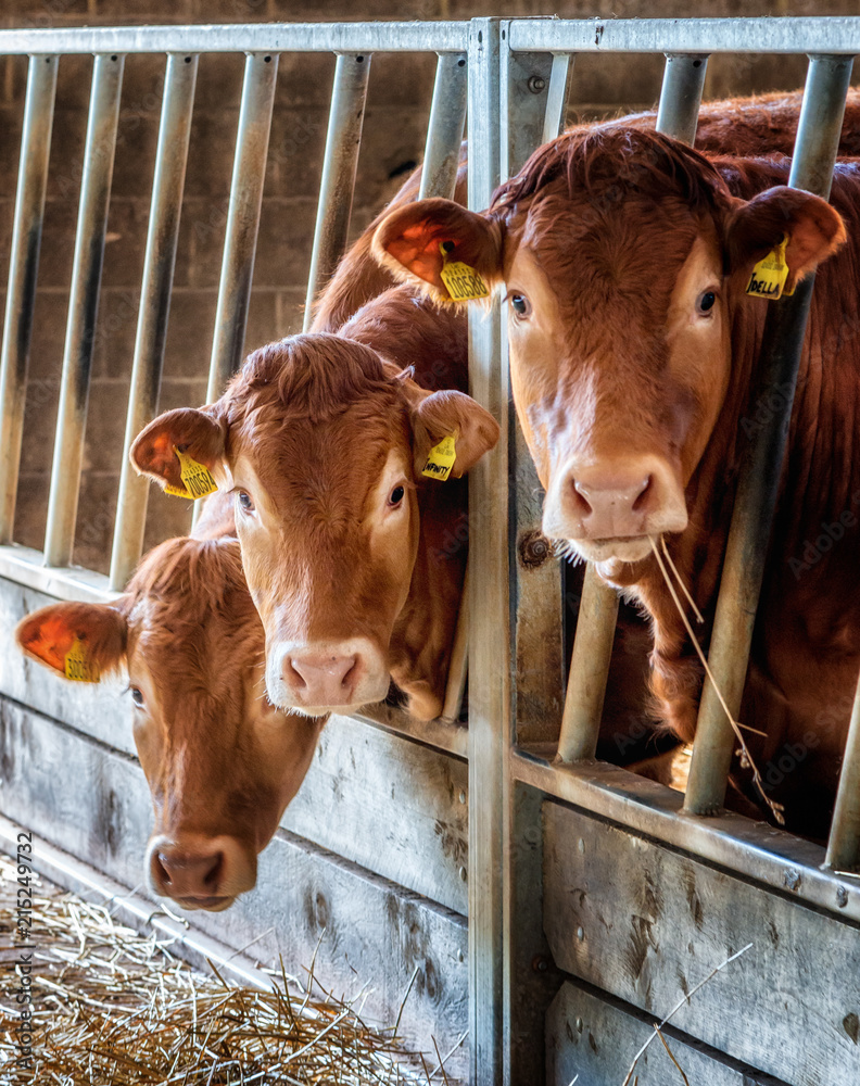 Three Cows Stock Photo | Adobe Stock