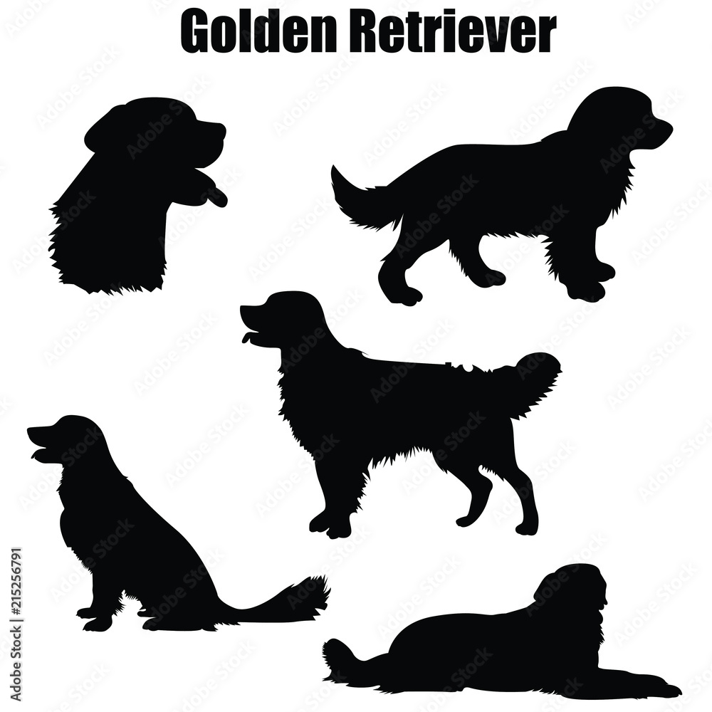 Golden Retriever purebred dog standing, sitting, lying in side view ...