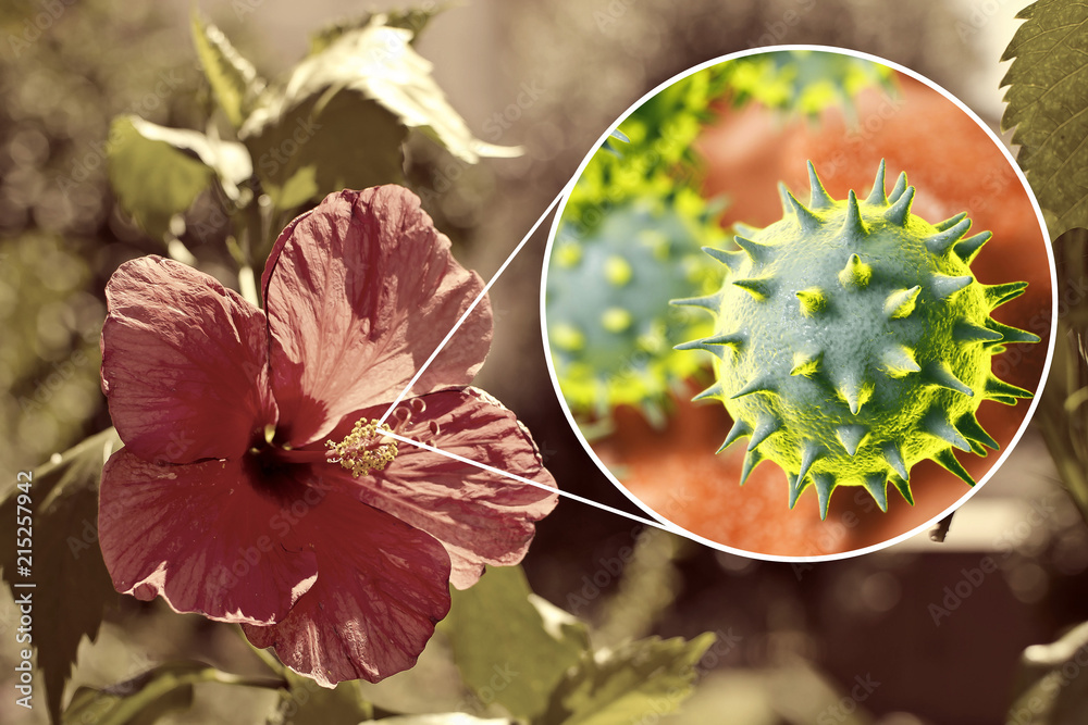 Hibiscus rosa-sinensis flower with close-up view of its pollen grains ...